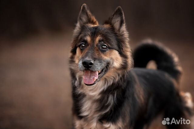 Вивьен ищет дом