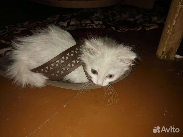 Плюшка котенок 2мс