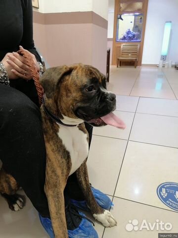 Боксер Принцесса Лея в добрые руки