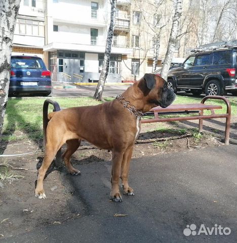 Боксер Дафна в добрые руки