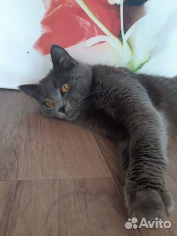 Британский кот в надежные руки