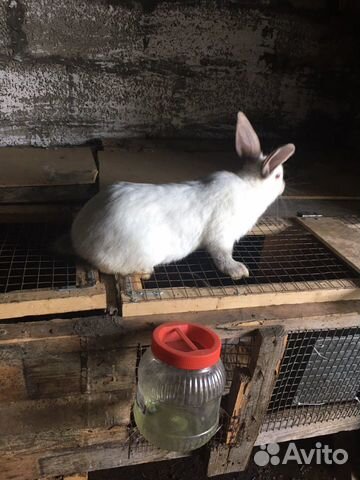 Самка Калифорнийский кролик