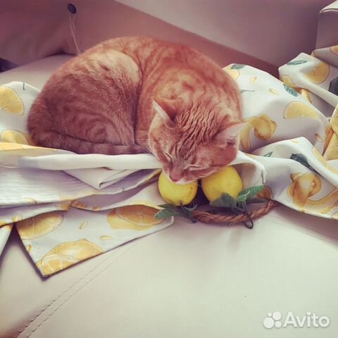 Отдам кошку в добрые руки