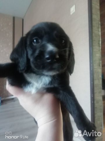 Смешанные щенки русского спаниеля