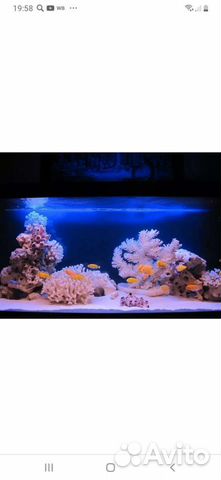 Аквариумные рыбы