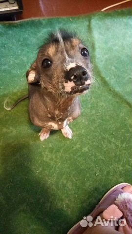 Китайская хохлатая