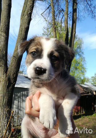 Маленький Бимка