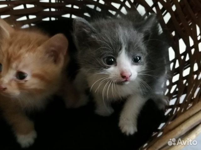 Котята в добрые руки