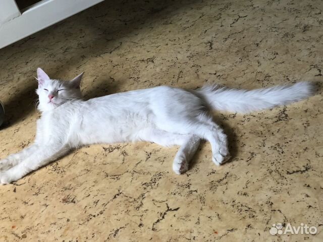 Турецкая ангора 4 мес кот