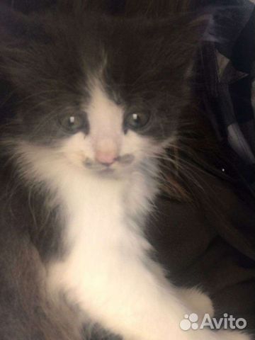 Кошки в добрые руки бесплатно