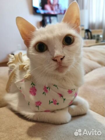 Кошечка Белочка ищет хозяев