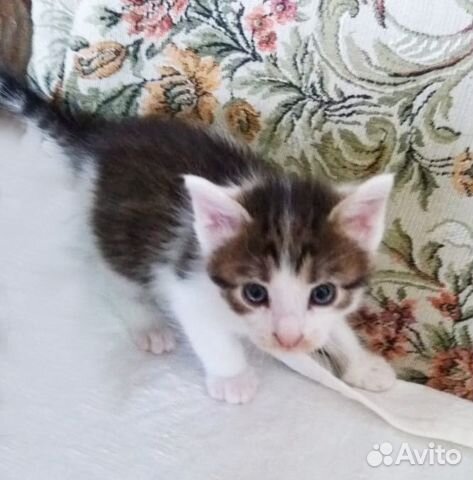 Котёнок неженка