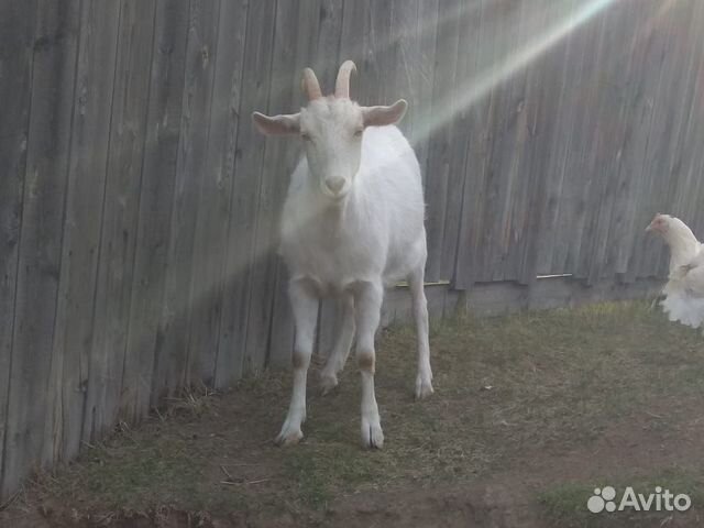 Продам козочку