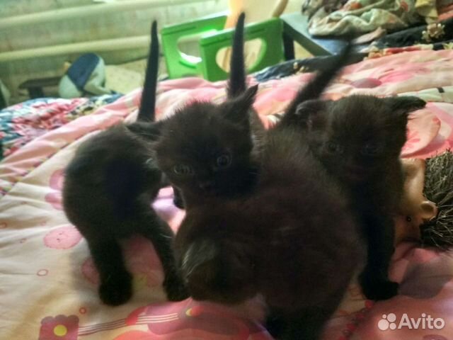Кошки