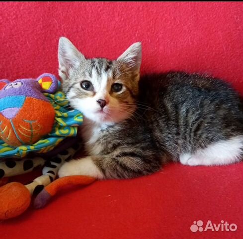 Маленькая смешнуля с родинкой на носике, 1,5 мес в