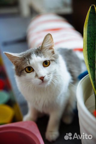 Пушистая кошка в дар