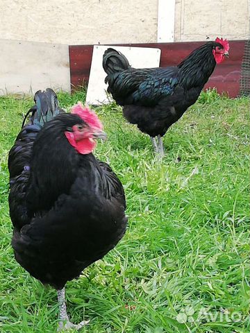 Петухи Джерсирский гигант и другие