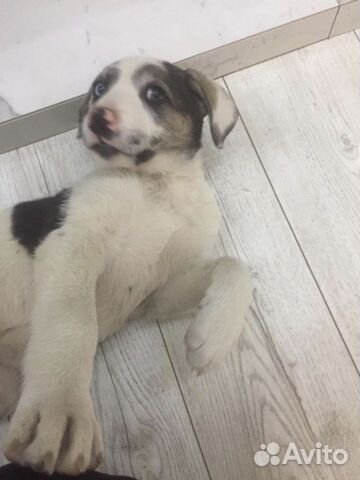 Щенок девочка бесплатно