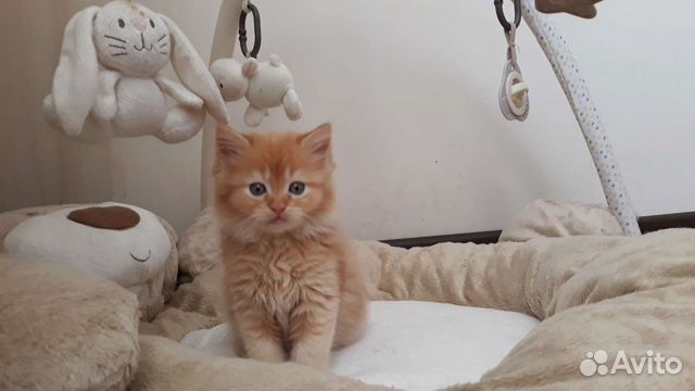 Ласковый лисёнок