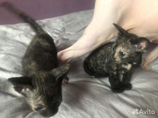 Кошечки канадки на продажу