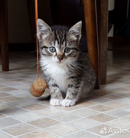 Зеленоград, котенок мальч.2 мес. в добрые руки