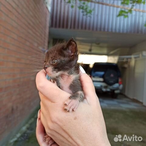 Котята экстремисты