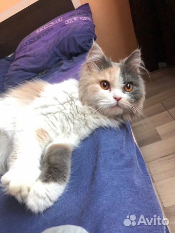 Отдам в добрые руки