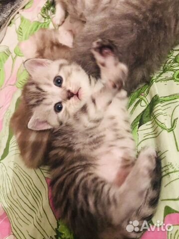 Продажа британских котят