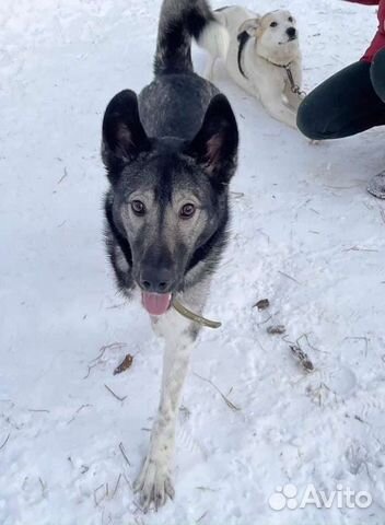 Пёс Жук ждёт своего человека