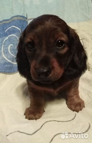 Щенок таксы