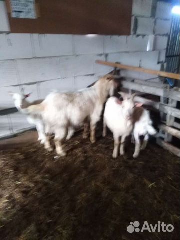 Нубийские козы