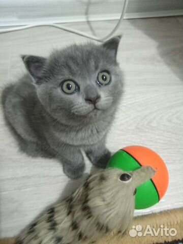 Британские котята