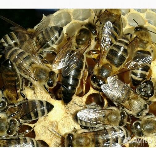 Матка пчёлы Карпатка