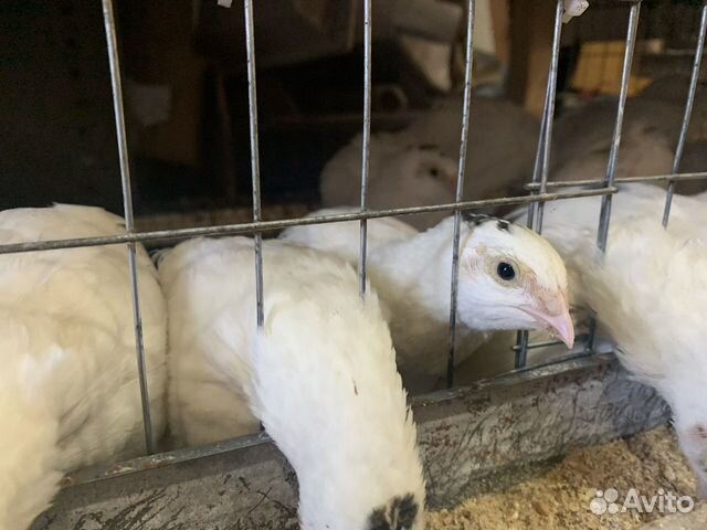 Техасские перепела