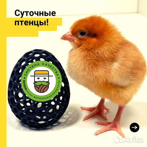 Суточные и подрощенные цыплята бройлера