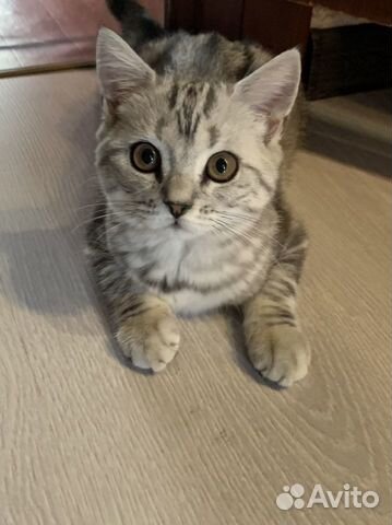 Кошка мраморная британка