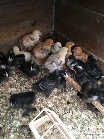 Цыплята брама