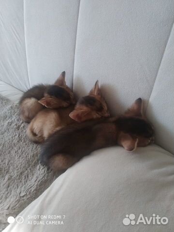 Абессинские котята