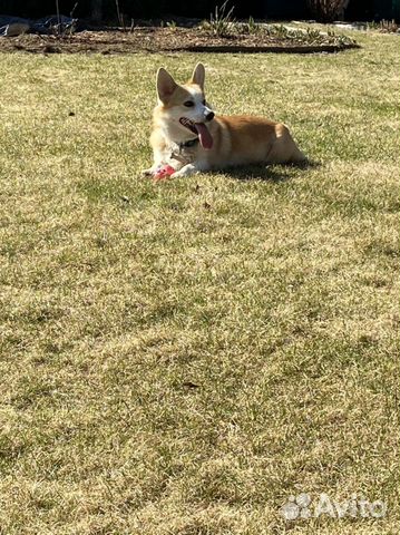 Корги на прокат