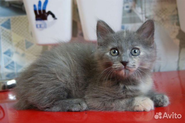 Голубое пушистое облако 2 мес в дар