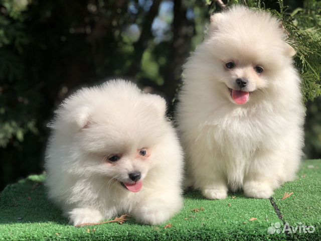 Шпиц айс-крем