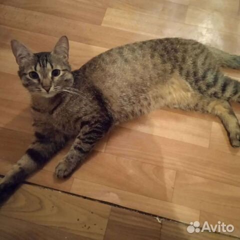 Кот Гриша