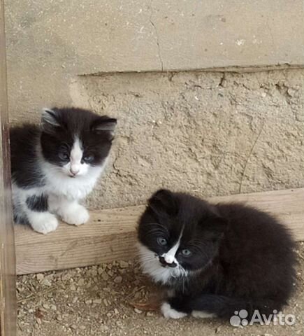 Котята хорошие, красивые, милые ждут свою семью)
