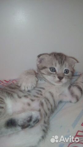 Шотландская