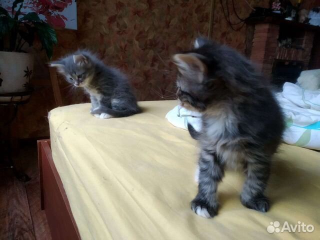 Котята 5 недель