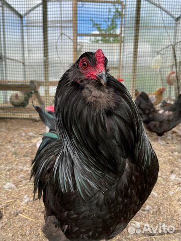 Петухи Амераукана. Брекель золотой