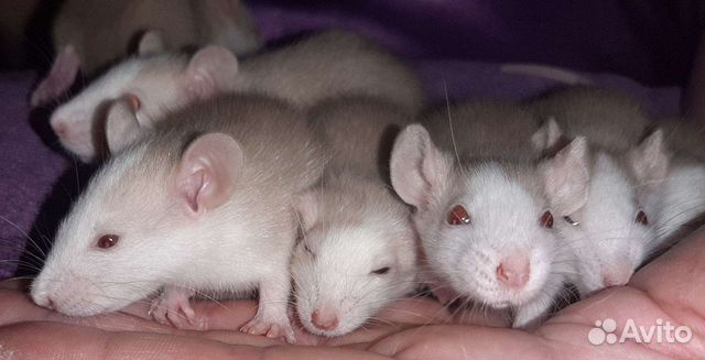 Крысята дамбо