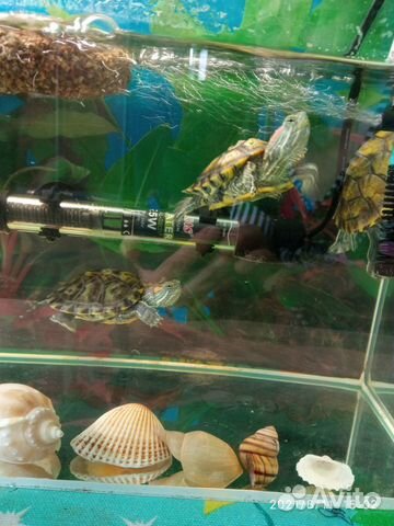 Красноухие черепахи