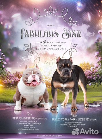 Шикарные девочки американ булли