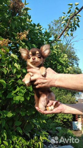 Чихуахуа коби тип бейби фейс мини и стандарт
